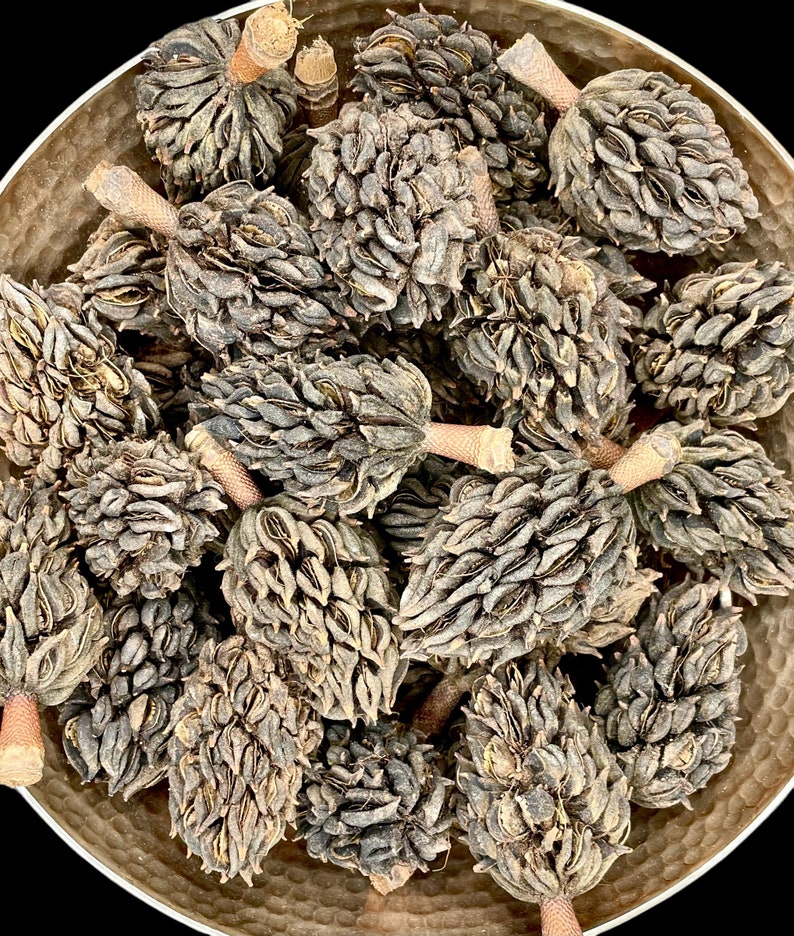 SOUTHERN MAGNOLIA Tree Pods, Cones, Botanicals, Natural Crafts, Wreaths ...