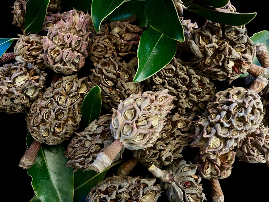 FRESH PICKED Southern Magnolia Tree Pods, New Harvest Cones, Botanicals ...