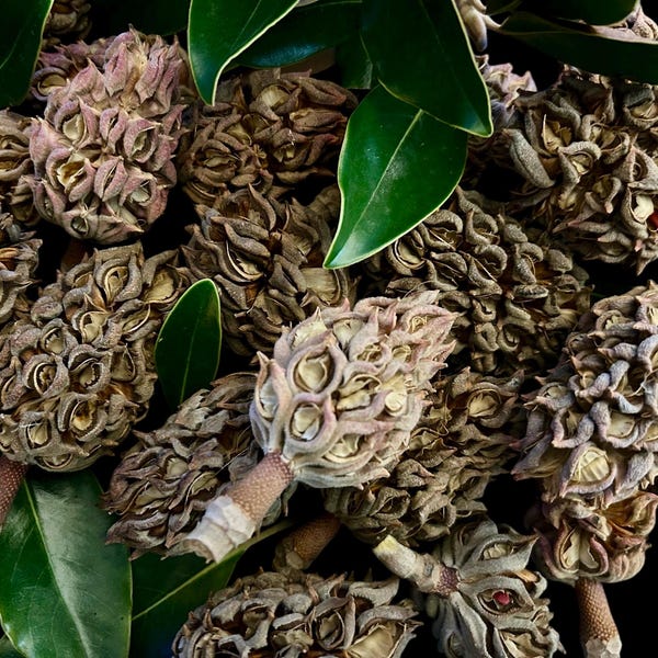 Magnolia Cones - Etsy