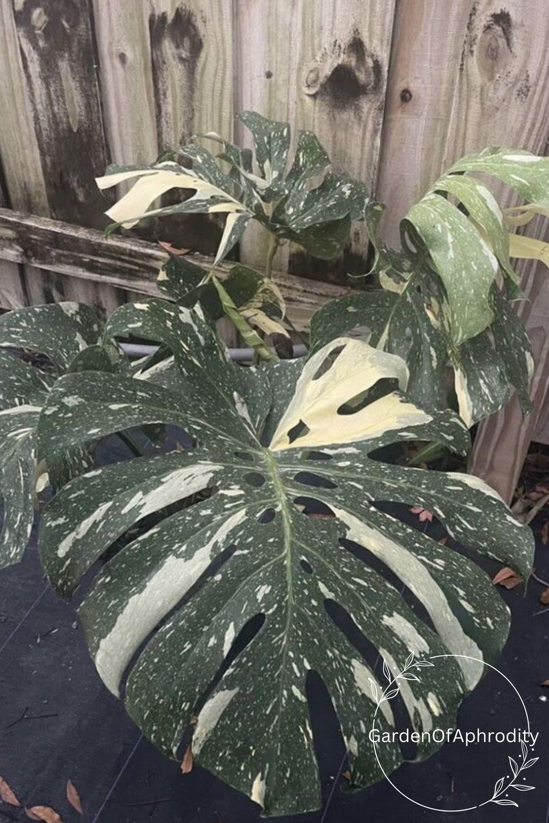 Giant Monstera Thai Constellation Variegated. 15 Gal Pot Ships With ...