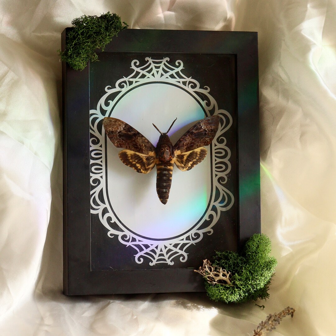 Real Framed Deaths Head Moth Taxidermy Wall Hanging Acherontia Atropos ...
