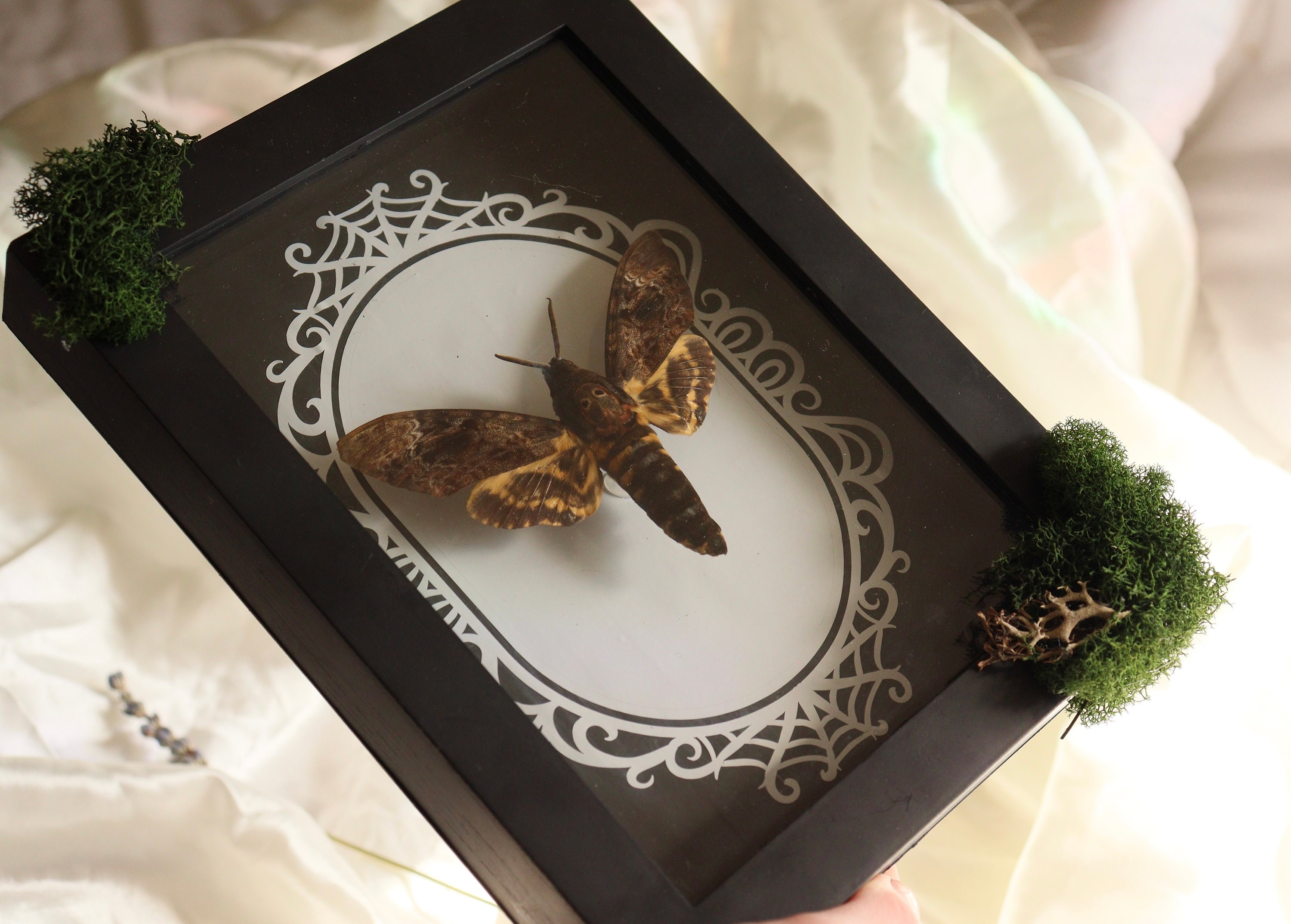 Real Framed Deaths Head Moth Taxidermy Wall Hanging Acherontia Atropos ...