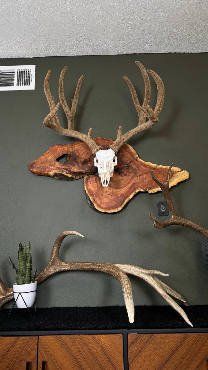 Live Edge Wood European Mount Plaques! Hang Your Deer Skull Mounts on ...