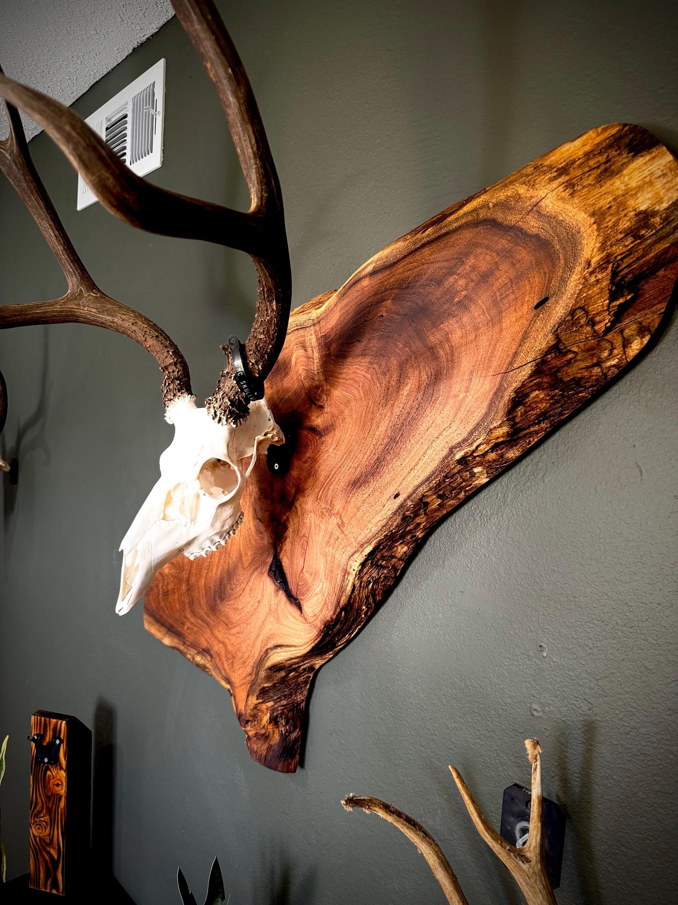 Live Edge Wood European Mount Plaques Hang Your Deer Skull Mounts on ...
