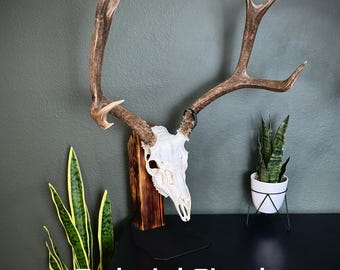 Deer Skull Mount European Hanger Kit - Wall Mount For Deer Heads ...