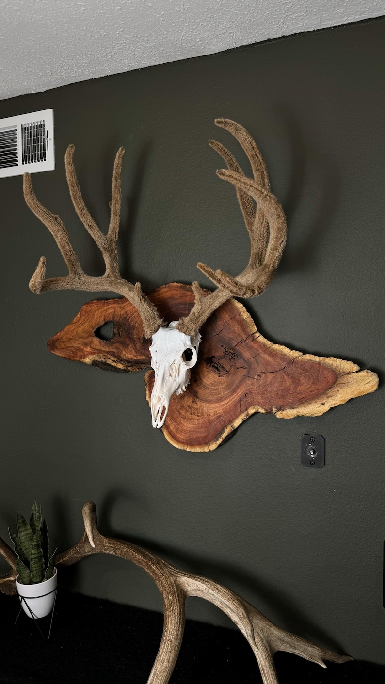 Live Edge Wood European Mount Plaques! Hang Your Deer Skull Mounts on ...
