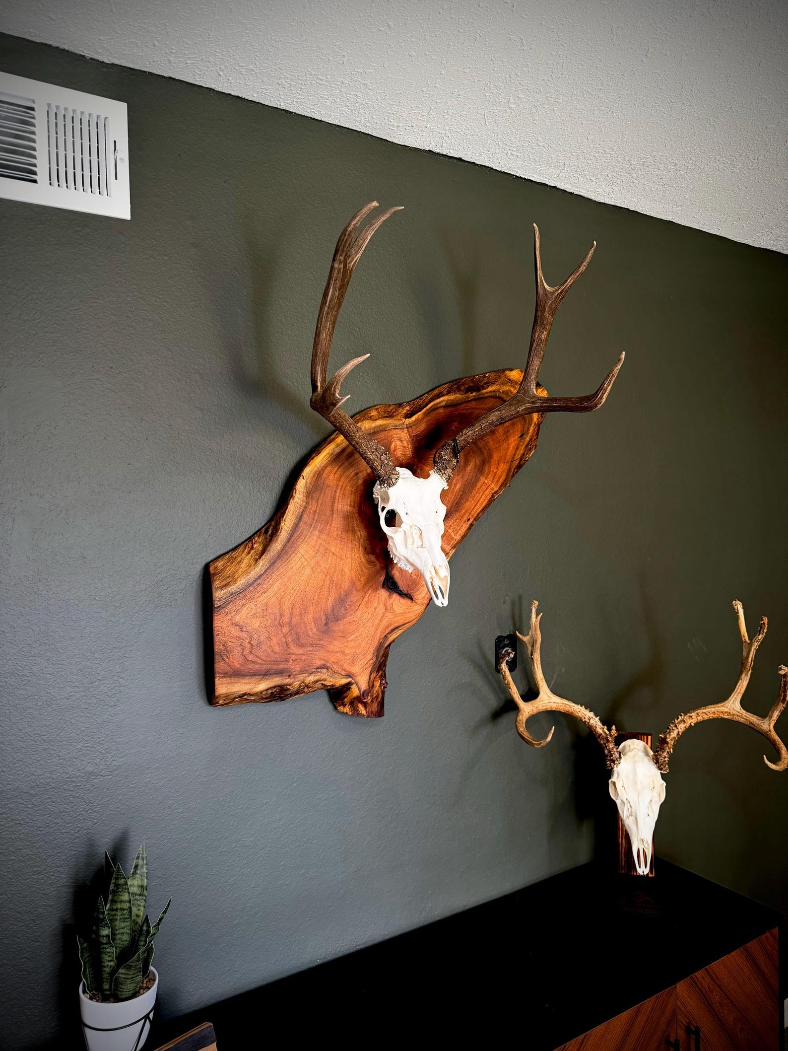 Live Edge Wood European Mount Plaques Hang Your Deer Skull Mounts on ...