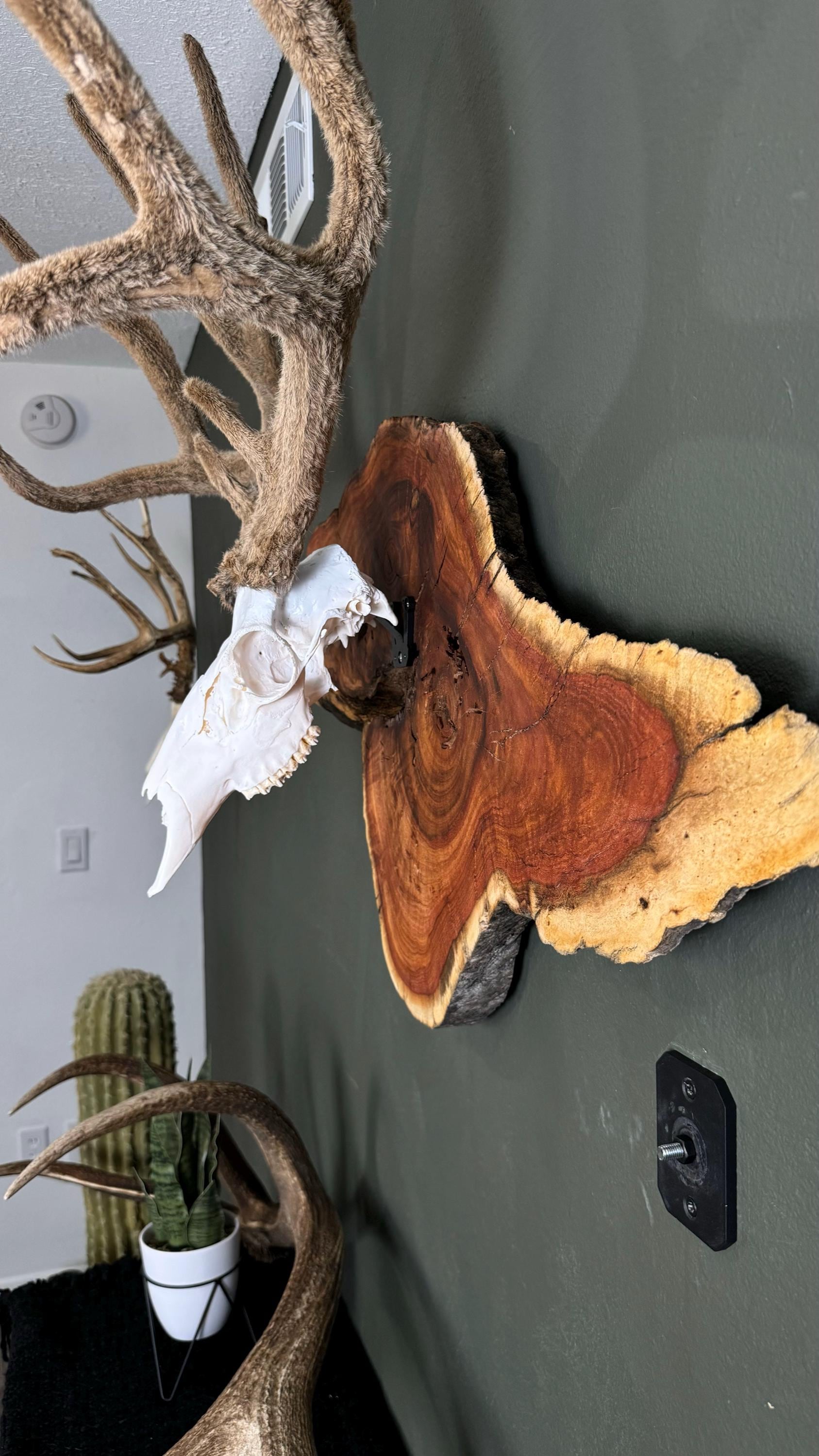 Live Edge Wood European Mount Plaques! Hang Your Deer Skull Mounts on ...