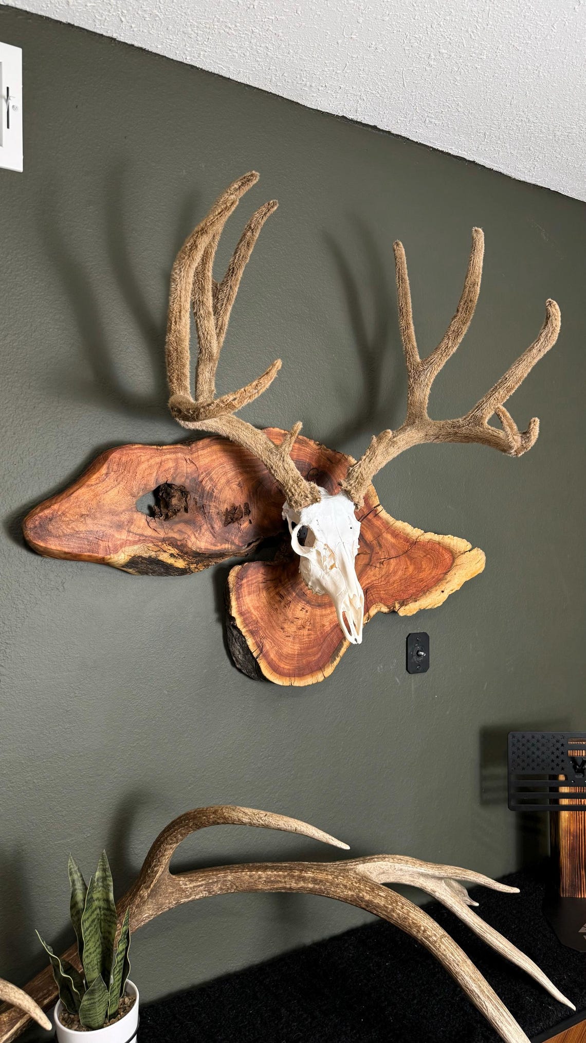Live Edge Wood European Mount Plaques! Hang Your Deer Skull Mounts on ...