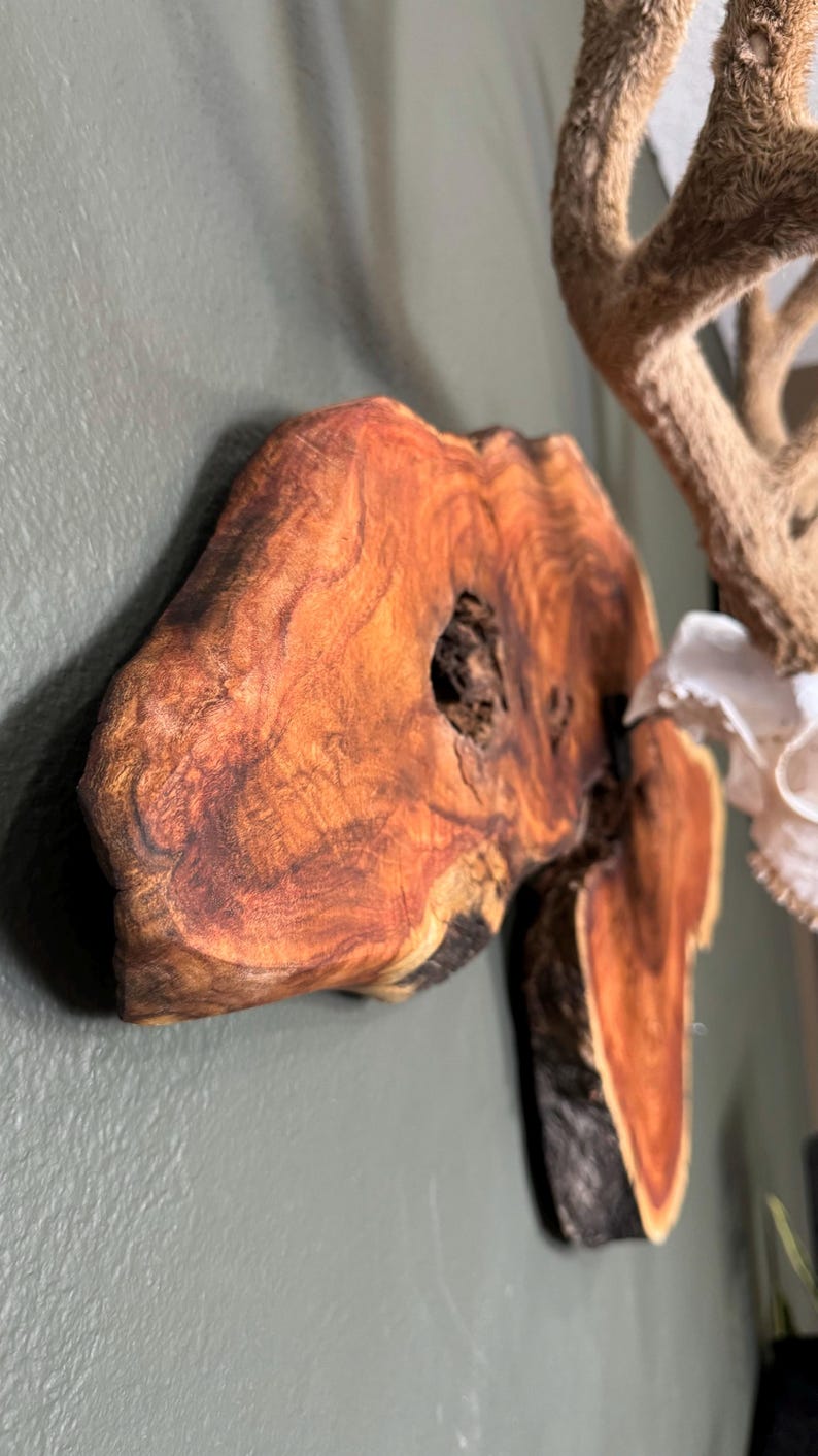 Live Edge Wood European Mount Plaques! Hang Your Deer Skull Mounts on ...