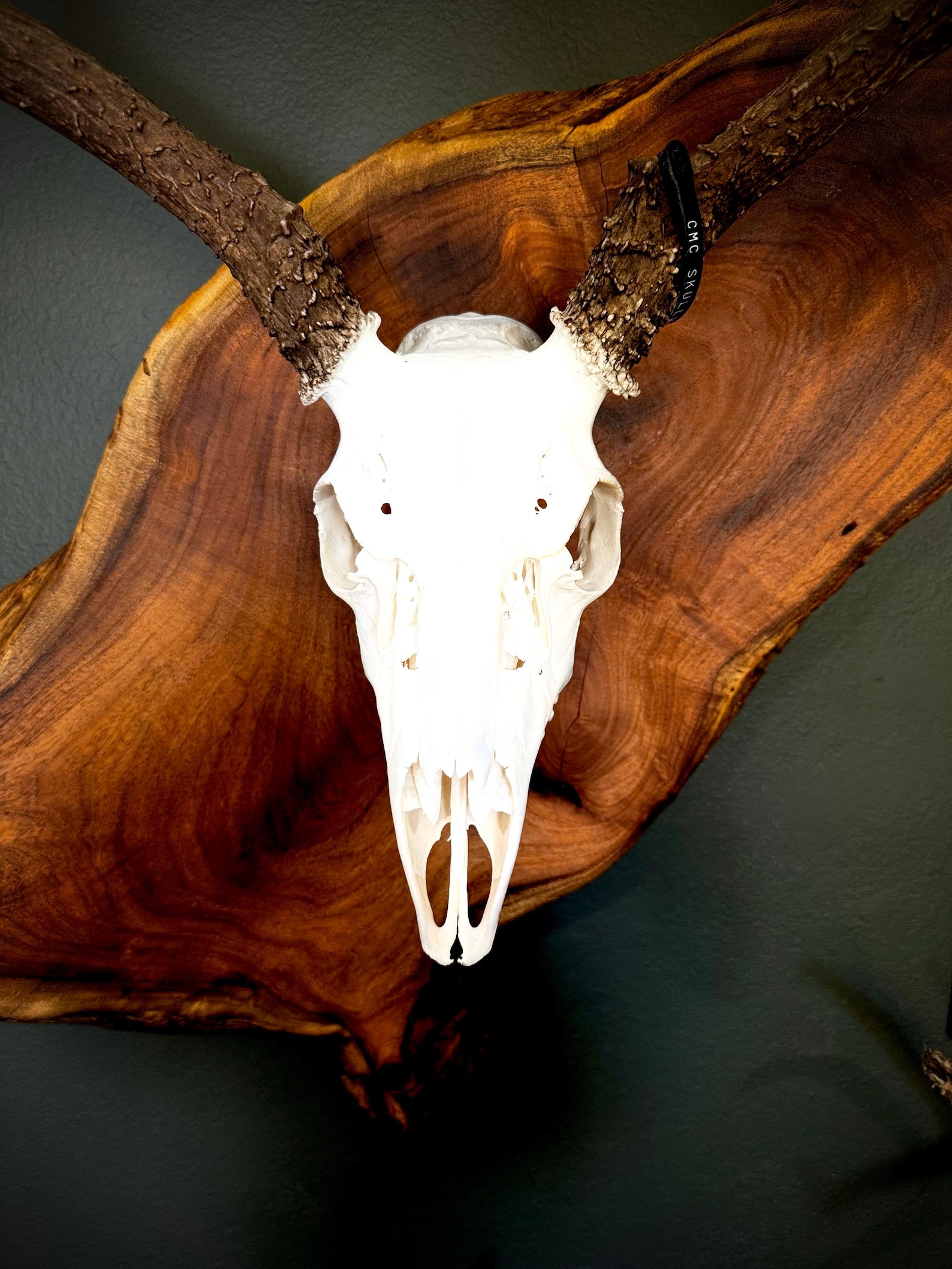 Live Edge Wood European Mount Plaques Hang Your Deer Skull Mounts on ...