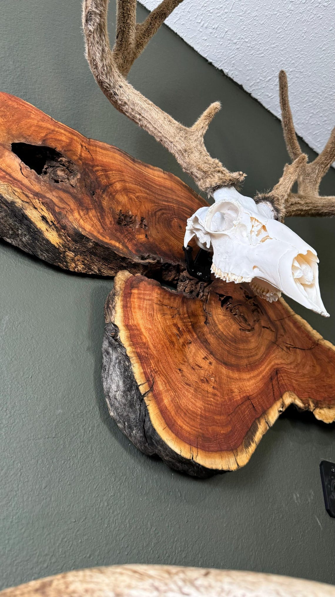 Live Edge Wood European Mount Plaques! Hang Your Deer Skull Mounts on ...