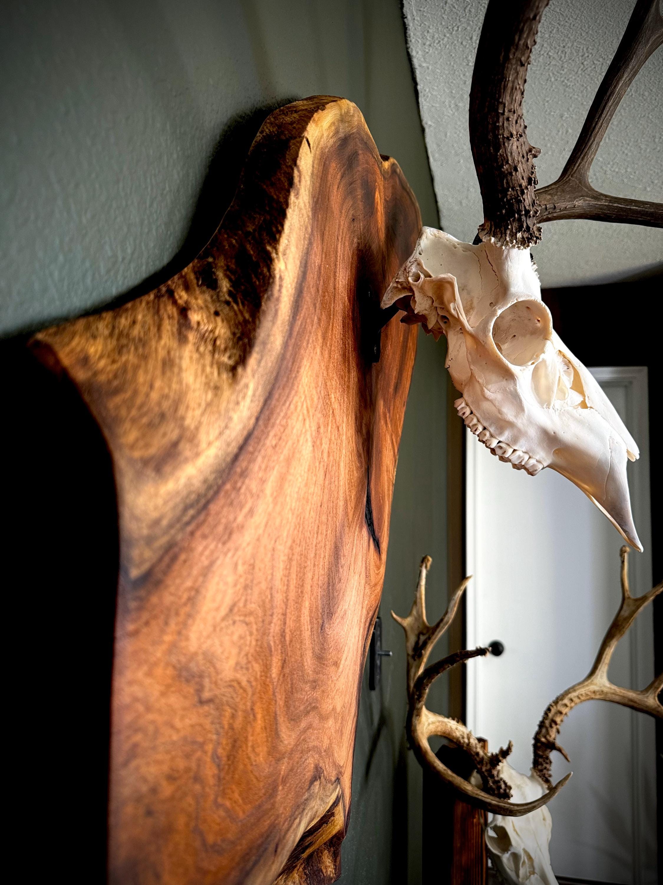Live Edge Wood European Mount Plaques Hang Your Deer Skull Mounts on ...