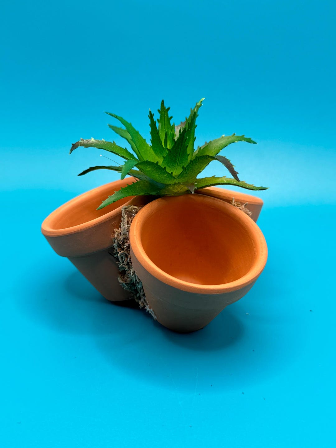 Mini Fab Forager Terracotta Foraging Pots for Hermit Crabs - Etsy