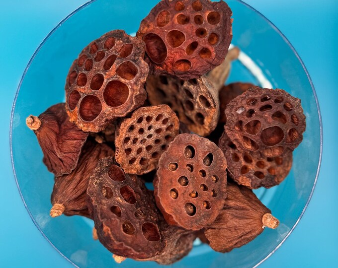 Natural Lotus Pods for Hermit Crabs & Isopods - Etsy