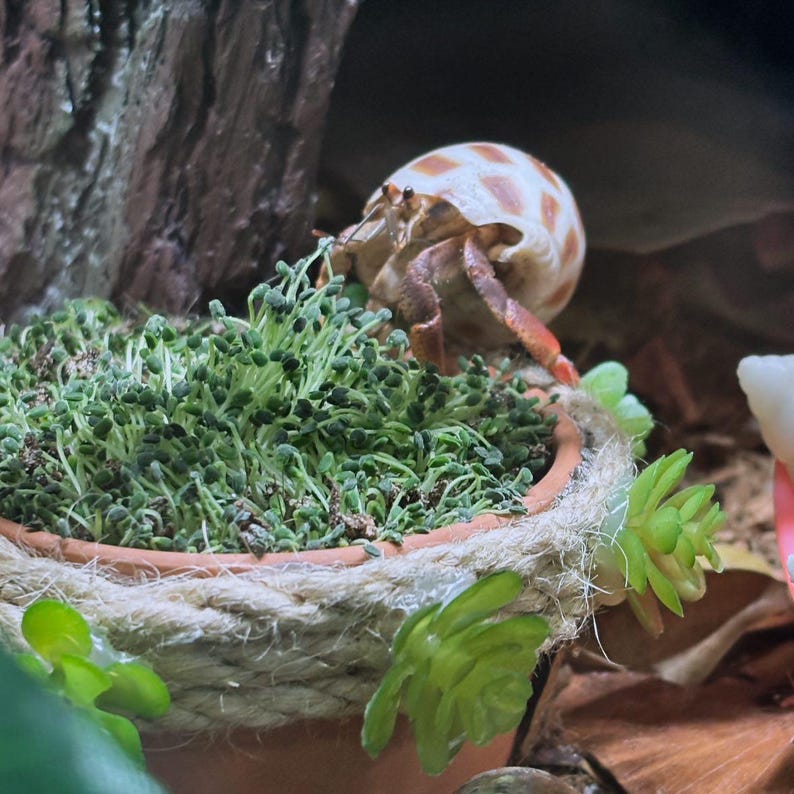 Krabby Garden: Edible Chia Gardens for Hermit Crabs - Etsy