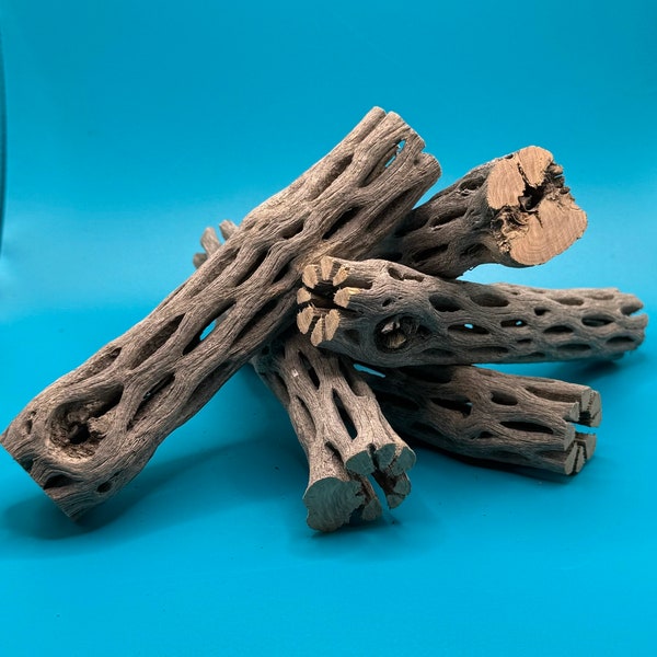 Cholla Wood - Etsy