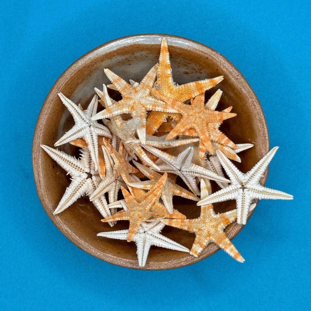 Pack of 5 Mini Starfish for Hermit Crabs - Calcium and Protein Snack - Etsy