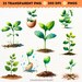 Watercolor Sprout & Grow Clipart - Potted Seedlings Clipart - Seedlings ...