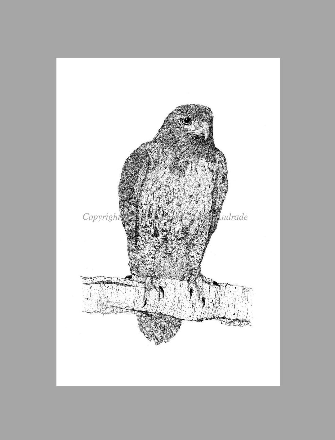 Red Tailed Hawk Ink Stippling Print by Cheryl Garman-andrade. Hawk Wall ...