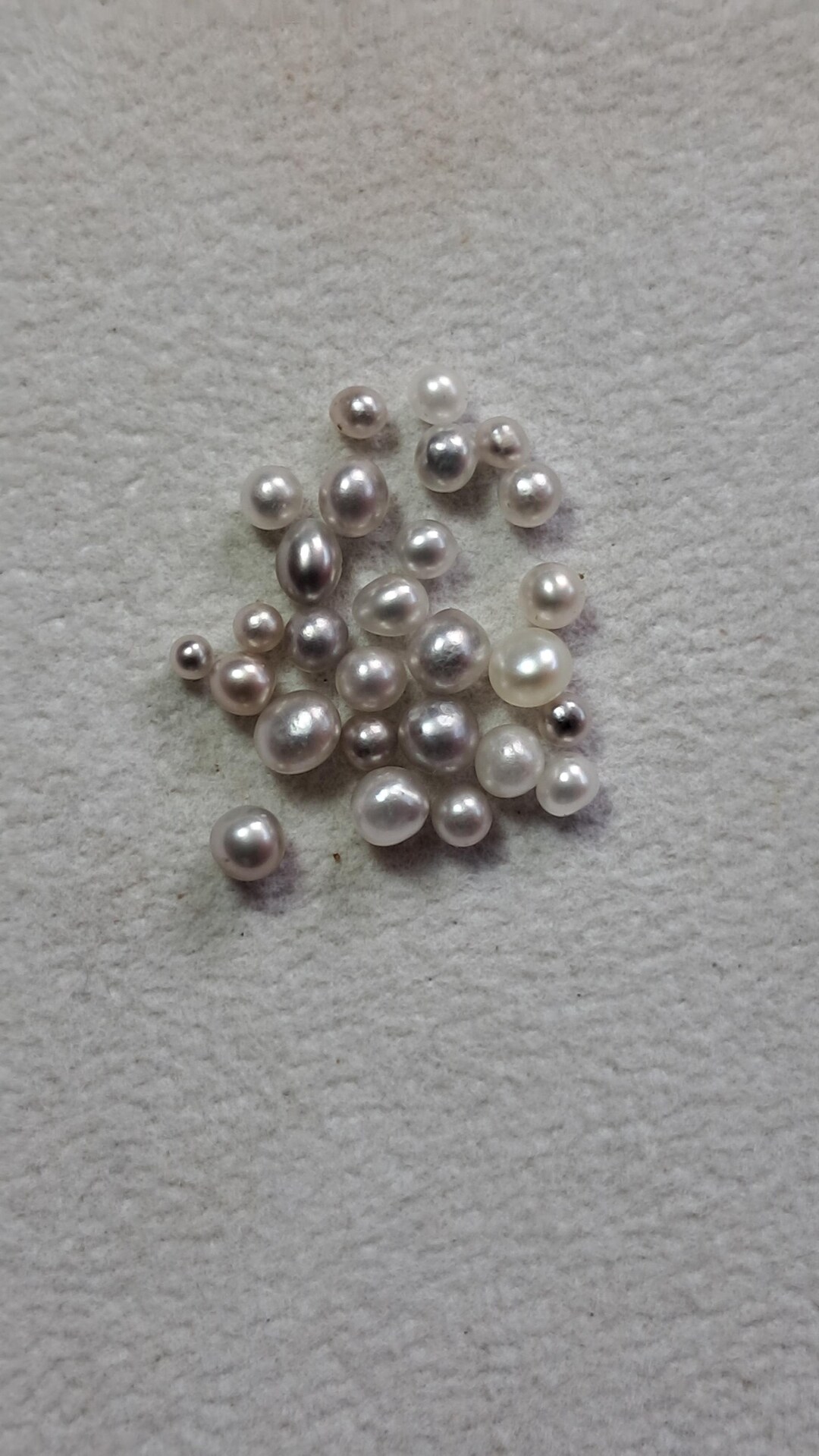 26 Pcs of Natural Saltwater Pteria Penguin Pearl - Etsy