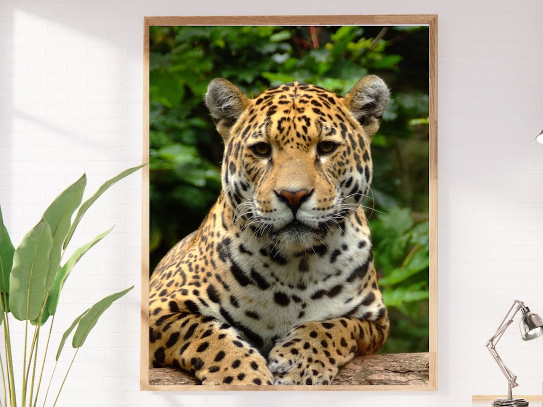 Jaguar Print Wall Art , Jaguar Poster Print , Jaguar Print Wall Art, - Etsy