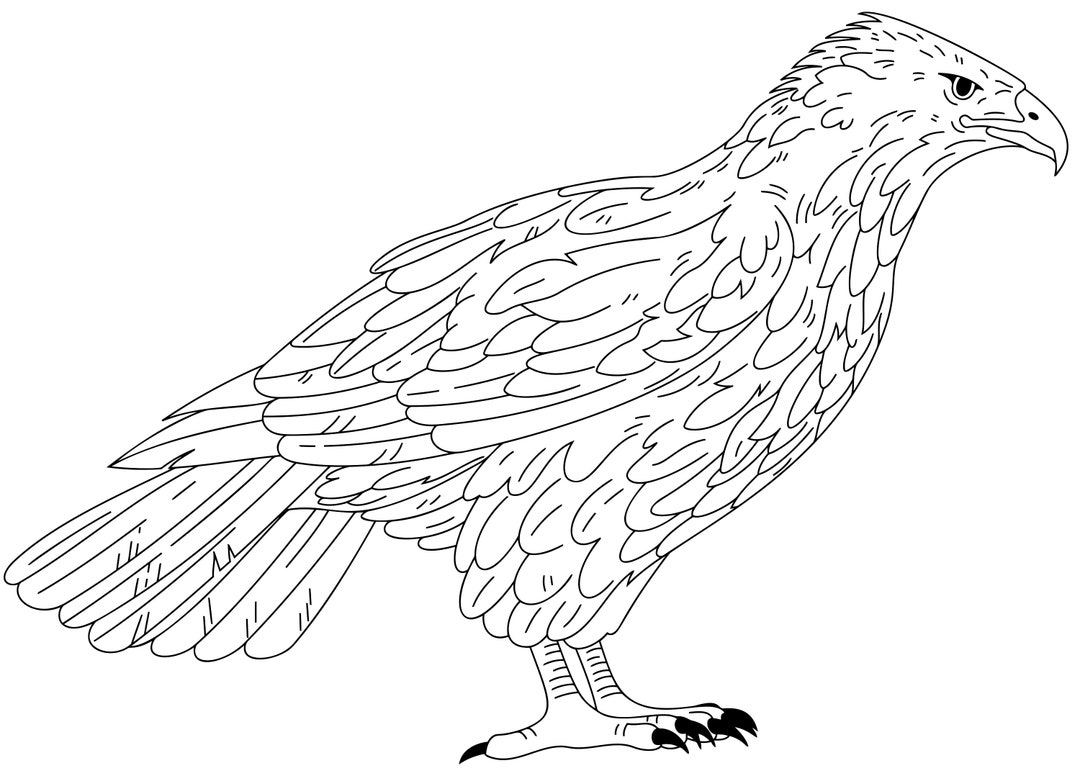Falcon Line Art/ Children's Room Poster/ Falcon SVG/ Falcon ...