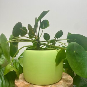 Vibrant Pot for Houseplants, Smooth Curve Design, Indoor Plant Pot ...
