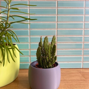 Vibrant Pot for Houseplants, Smooth Curve Design, Indoor Plant Pot ...