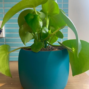 Vibrant Pot for Houseplants, Smooth Curve Design, Indoor Plant Pot ...