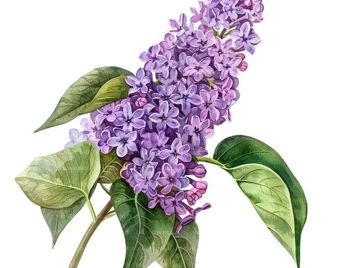 12 Lilac Clipart, Christian Cross Clipart, Ceremony Clipart, Purple ...
