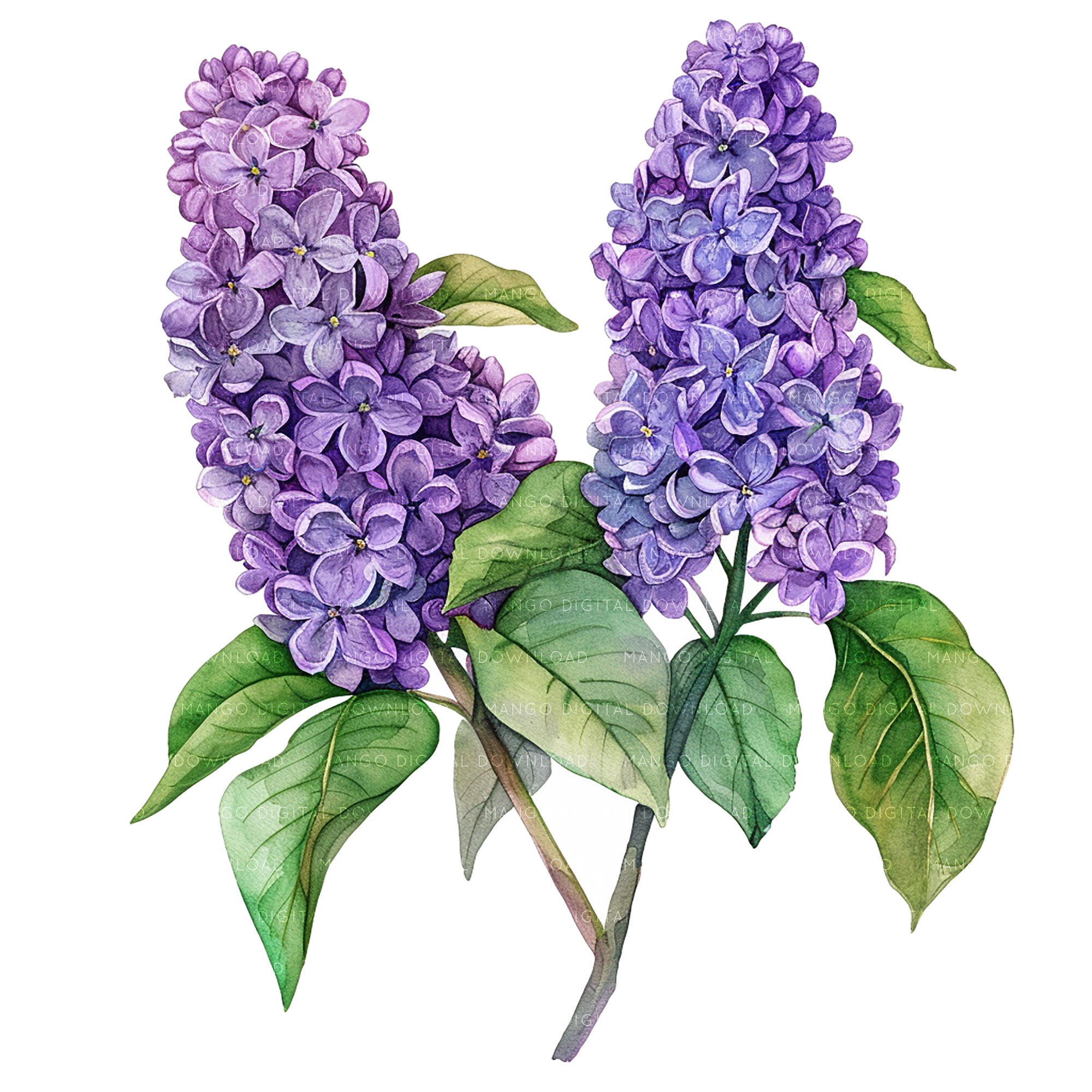 12 PNG/JPG Lilac Floral Clipart Bundle Flowers Clipart Spring Decor ...
