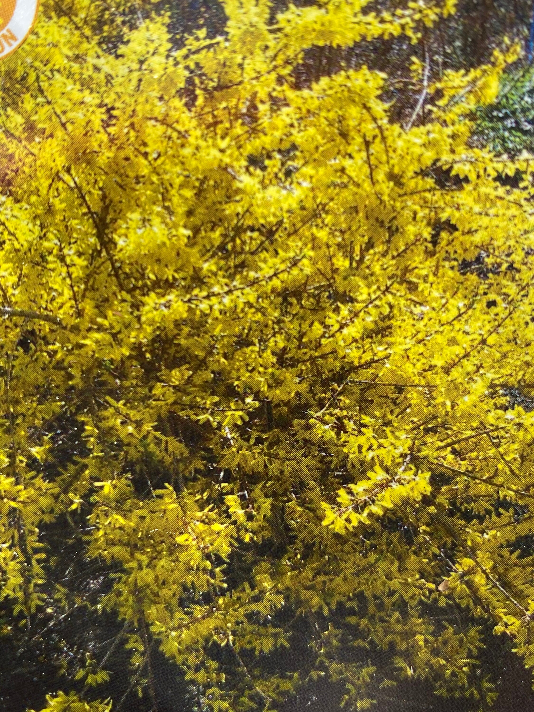 3 Forsythia Cuttings for Propagation - Etsy