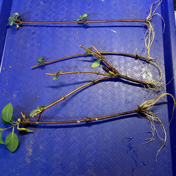 Starter Plants - Etsy