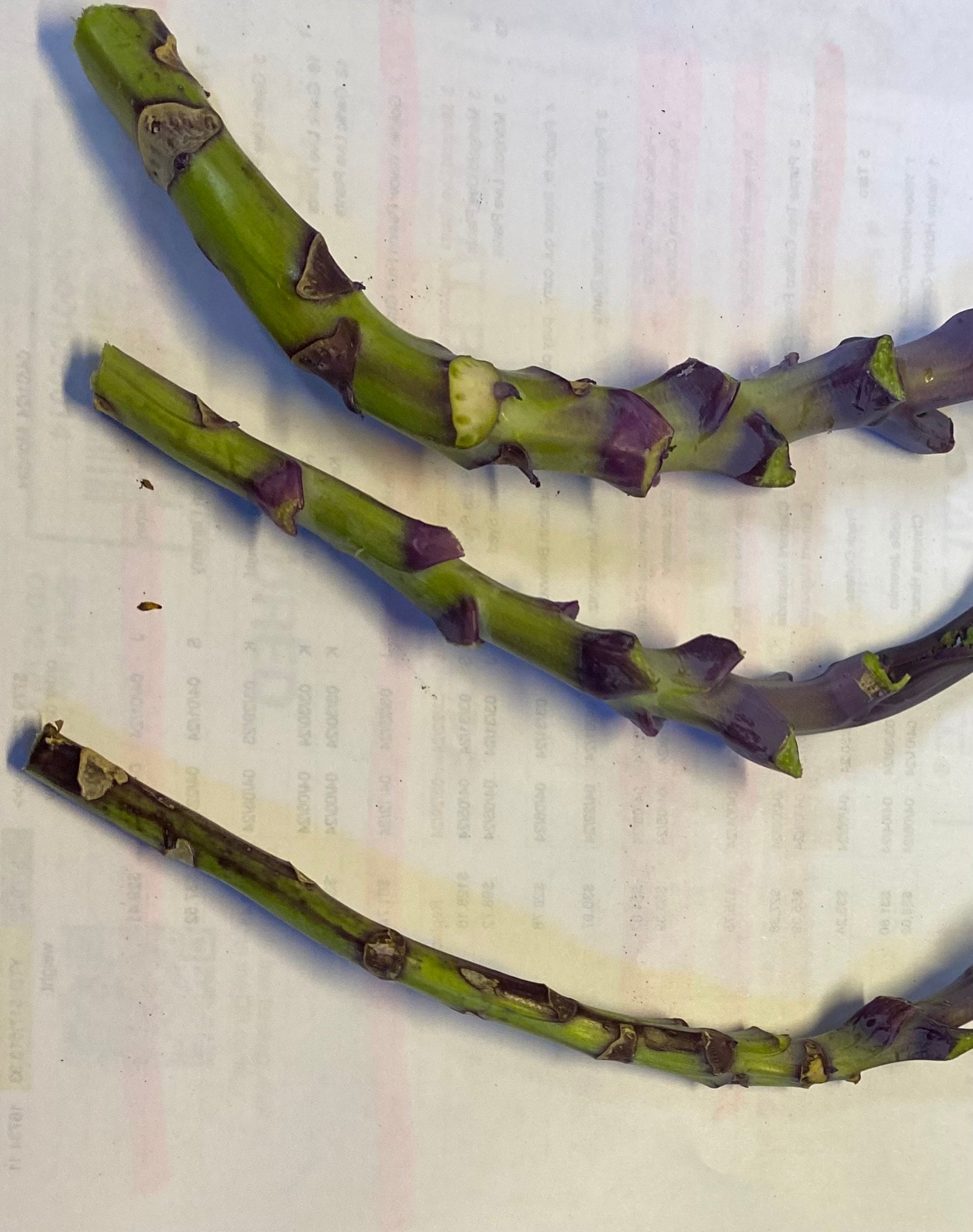 3 Purple Tree Collard Fresh Cuttings for Propagation - Etsy