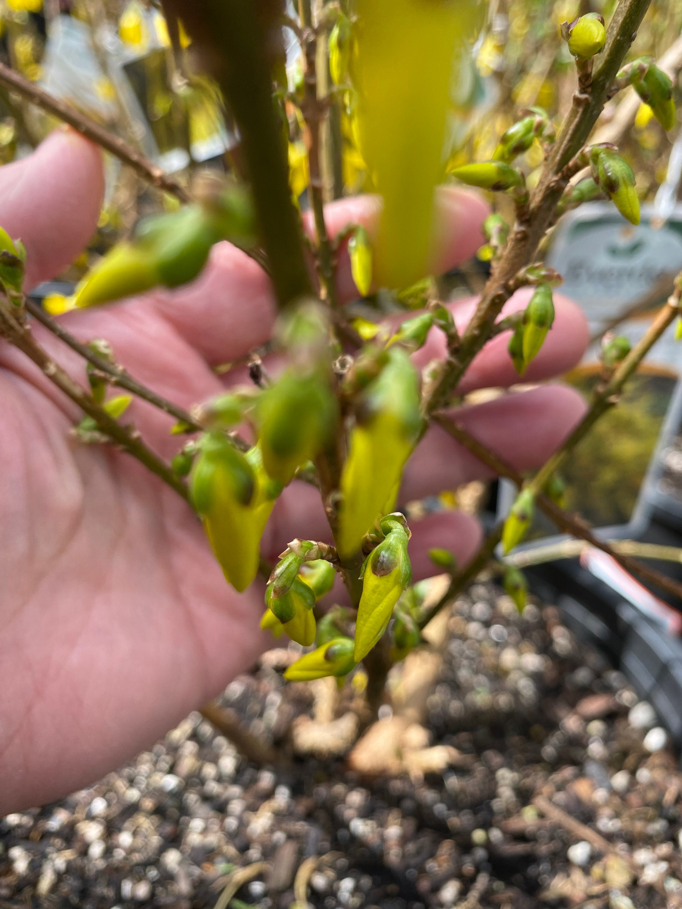 3 Forsythia Cuttings for Propagation - Etsy