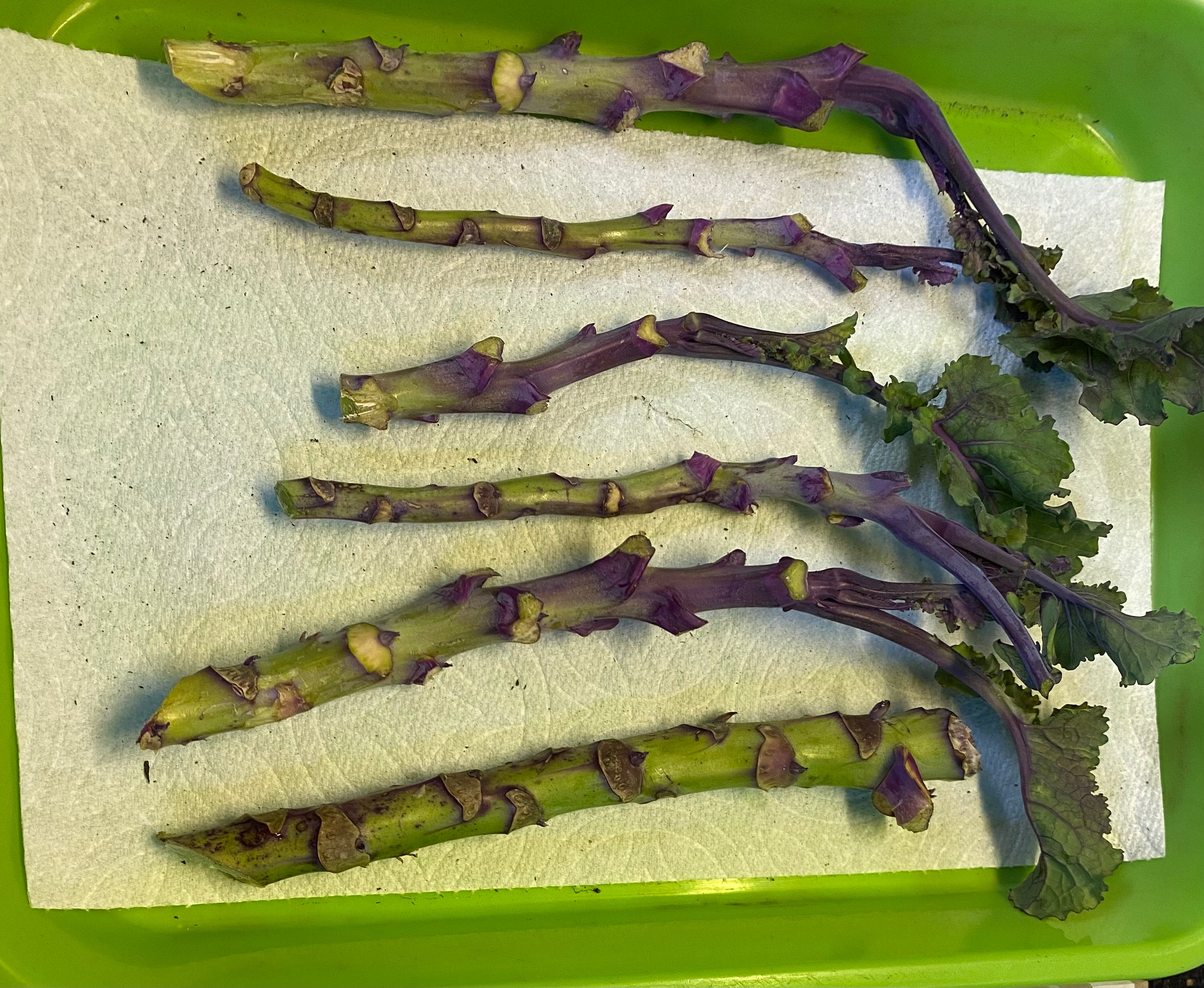 3 Purple Tree Collard Fresh Cuttings for Propagation - Etsy