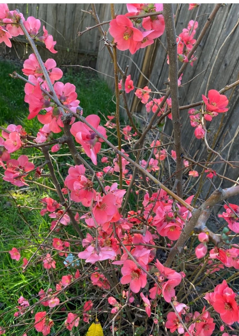 4 Flowering Quince Cuttings for Propagation - Etsy
