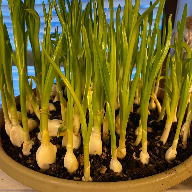 Society Garlic - Etsy