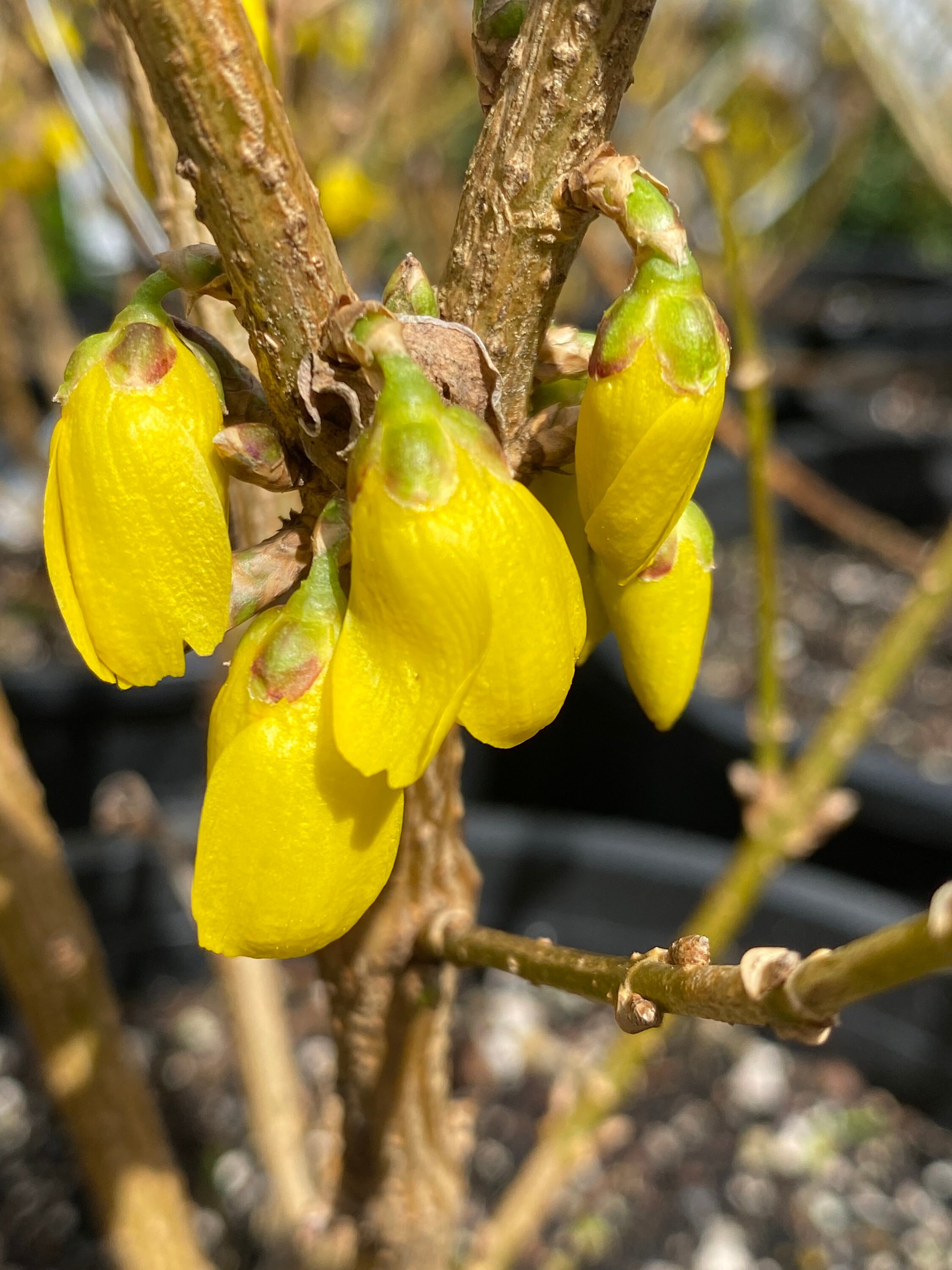 3 Forsythia Cuttings for Propagation - Etsy