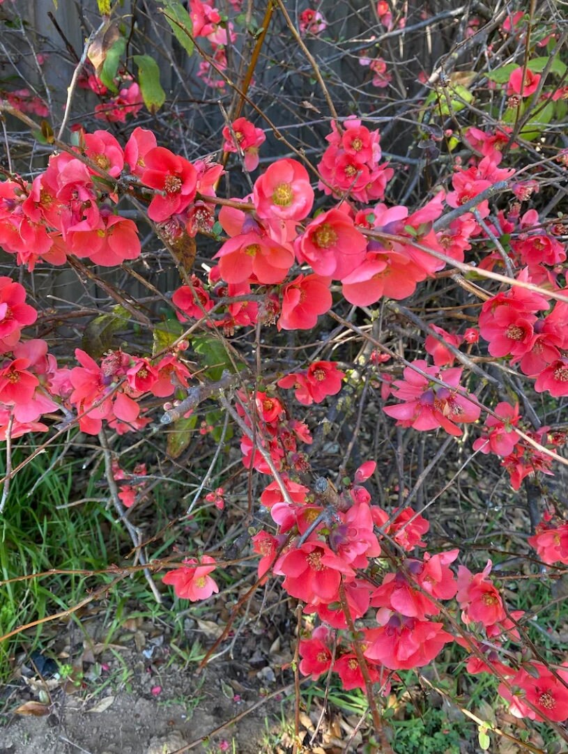 4 Flowering Quince Cuttings for Propagation - Etsy