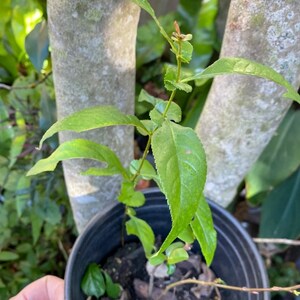 4 Flowering Quince Cuttings for Propagation - Etsy
