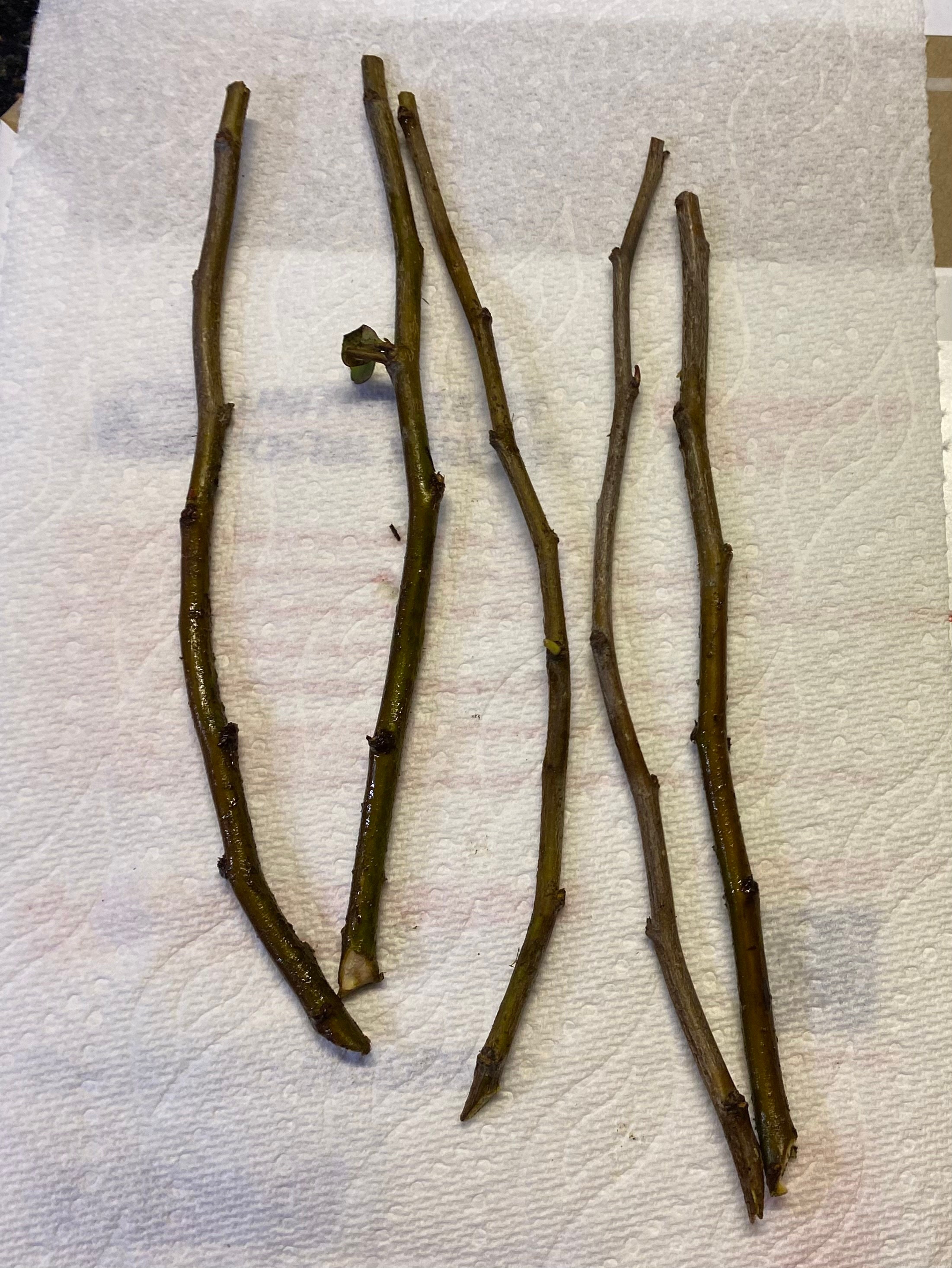 4 Flowering Quince Cuttings for Propagation - Etsy