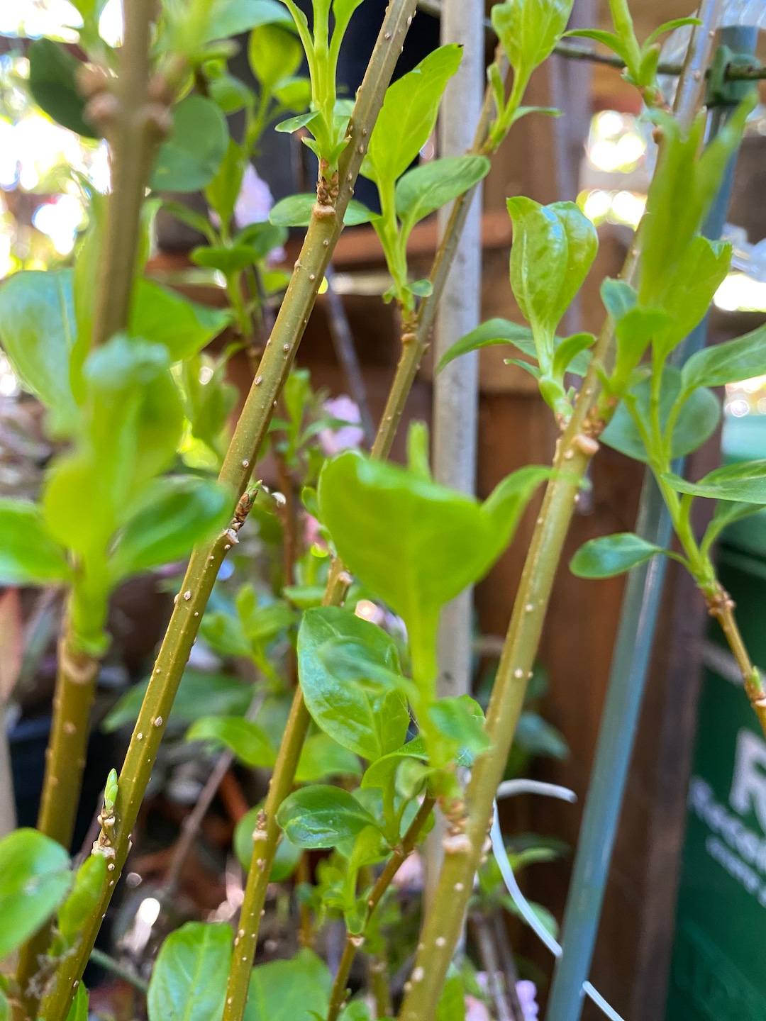 3 Forsythia Cuttings for Propagation - Etsy