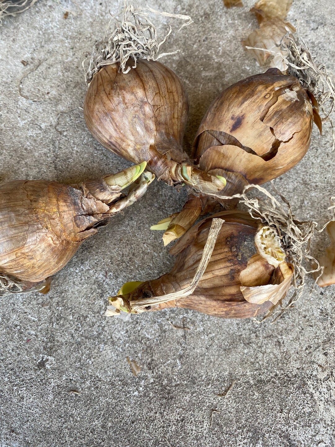 4 Daffodil Yellow Trumpet Bulbs - Etsy