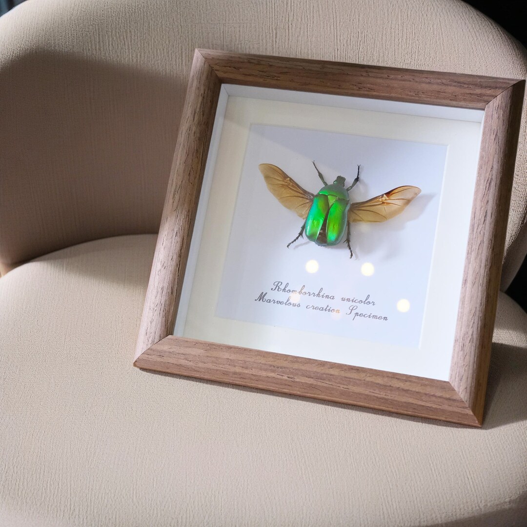 Beetle Specimens Photo Frame Beetle Taxadermy - Etsy