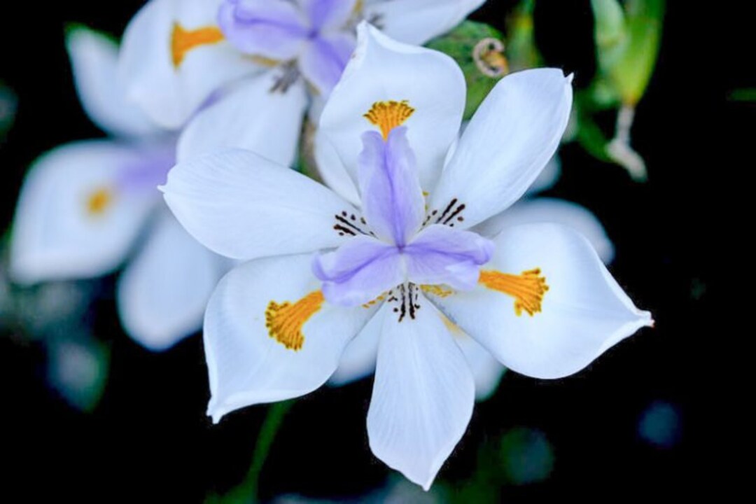 Dietes Grandiflora Fortnight Lily Wild Iris 30 Seeds - Etsy
