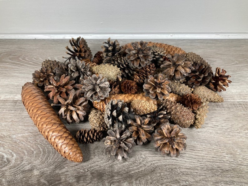 Mixed Collection of a Variety of Pinecones for Craft Projects, Bowl ...