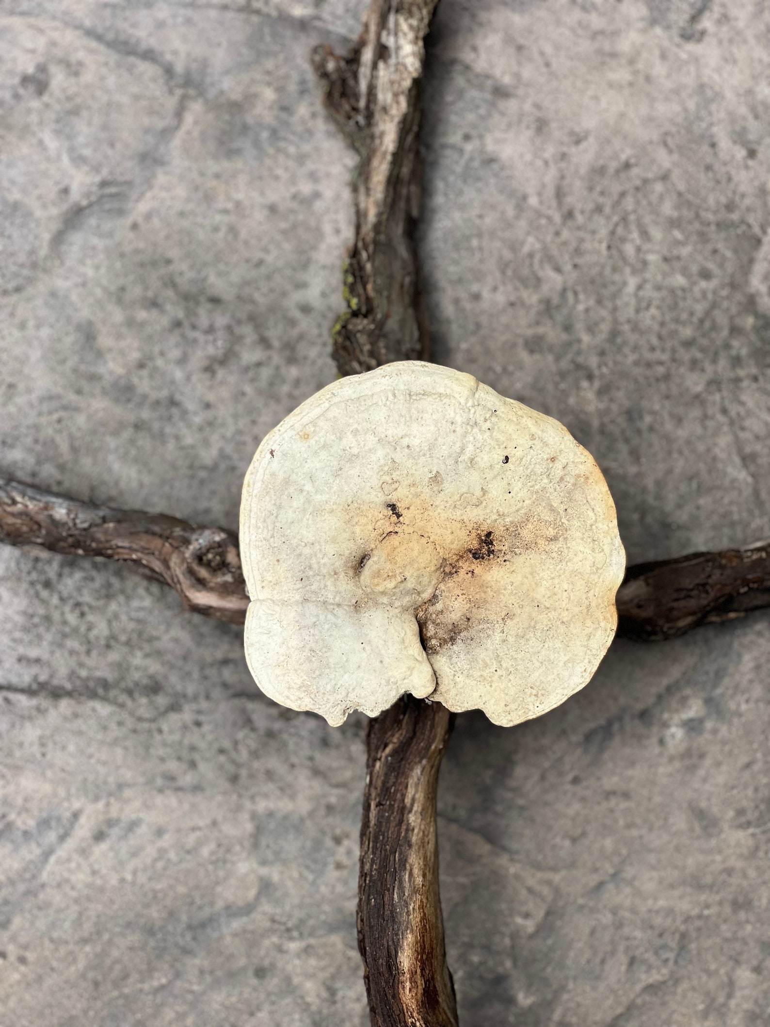 Grapevine Branch and Mushroom Cross | Religious Nature Baptism Home ...