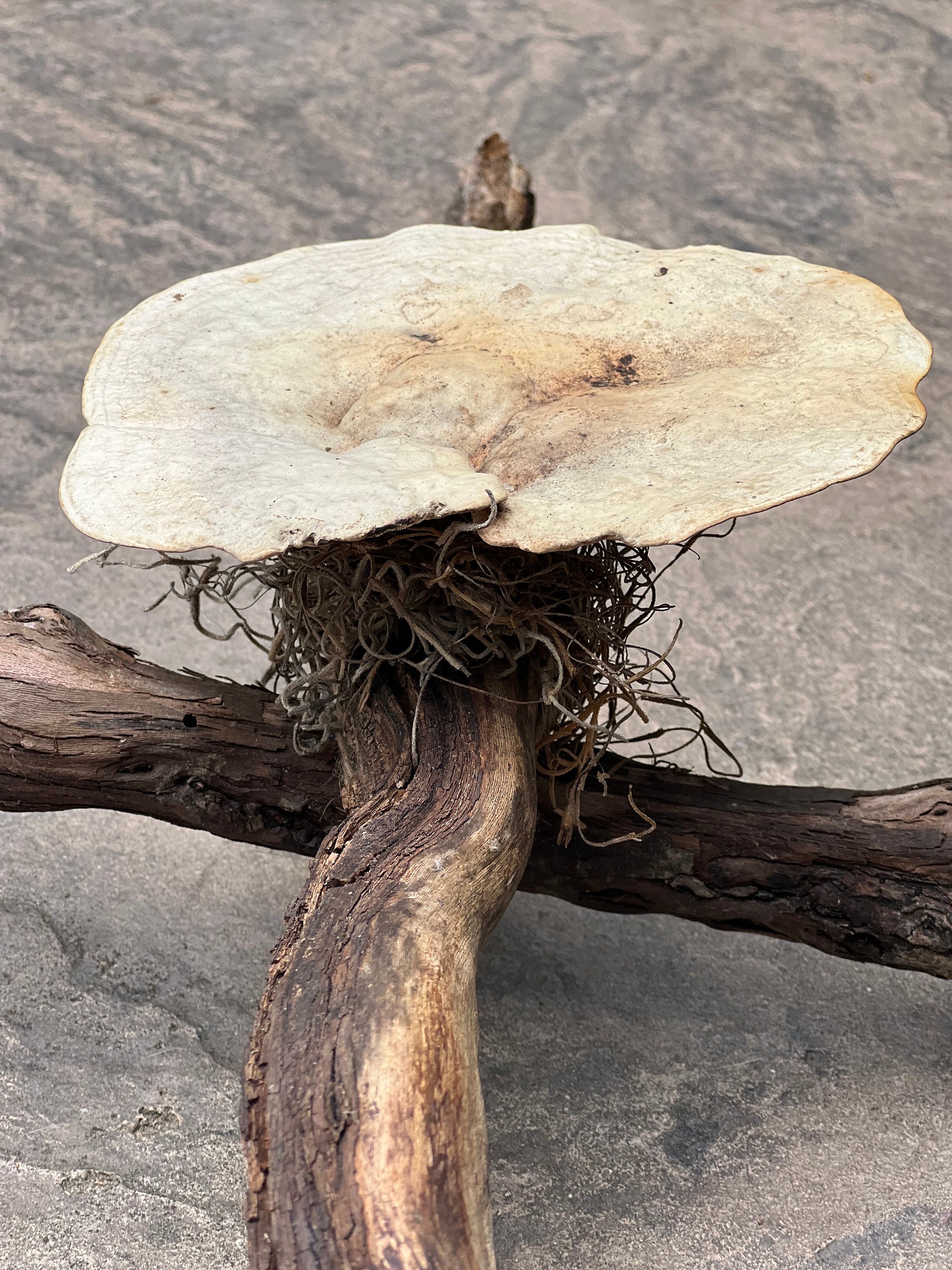 Grapevine Branch and Mushroom Cross | Religious Nature Baptism Home ...